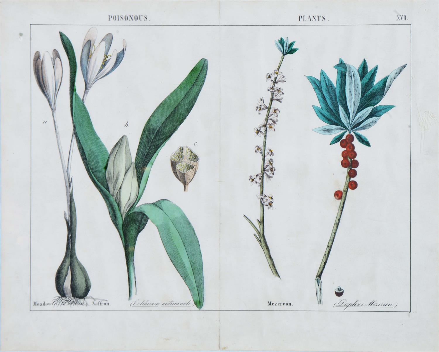 Lot 697 - Set of 19th Century botanical book plates